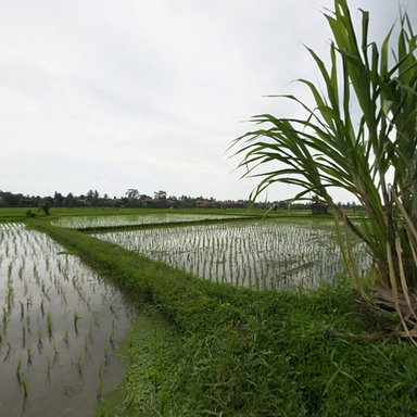 Paddy Fields: Wet-Rice Cultivation | 360Cities