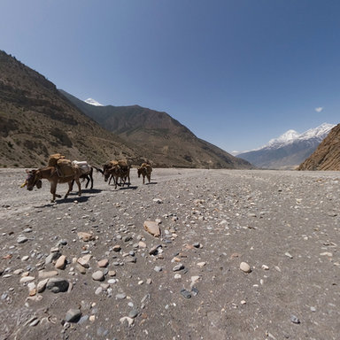 A Diverse And Fascinating World Of Animals | 360Cities