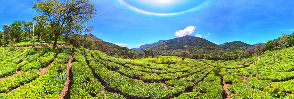 jacranda view pint Munnar 360 Panorama | 360Cities