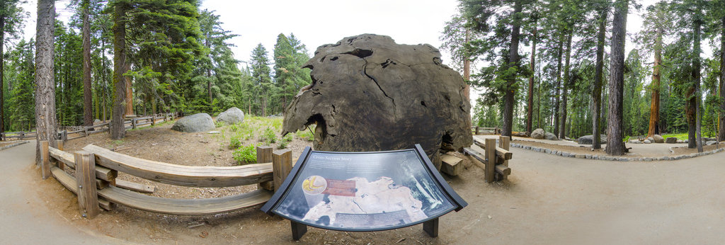 FELLED SEQUIOA TREE GIANTS GROVE SEQUOIA NATIONAL FORREST 360 Panorama ...