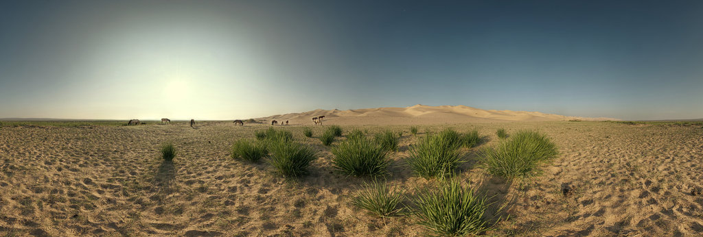 Horses Grazing by Dunes and the Khongoriin Gol in the Gobi Desert VII ...