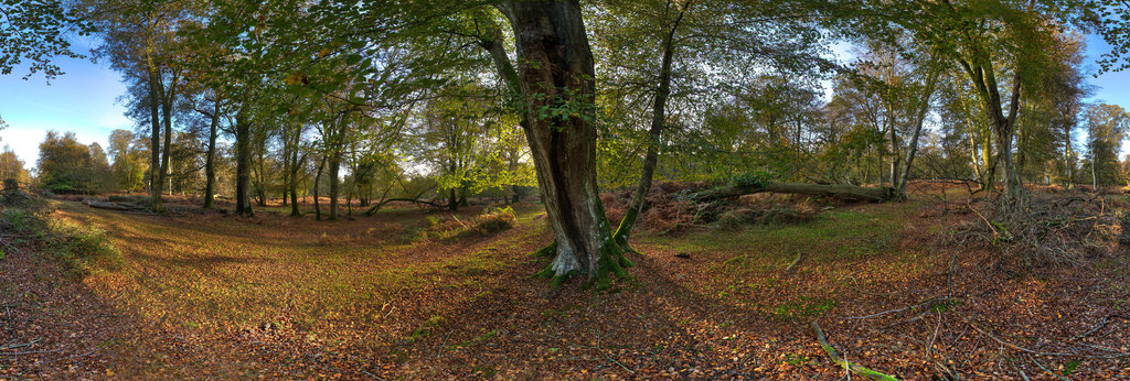 New Forest 360 Panorama | 360Cities